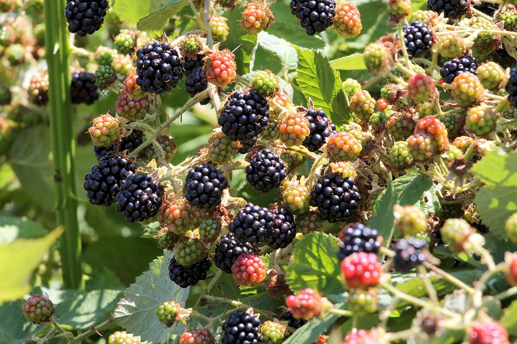 Foraging for Berries in the Wild | Tactical News
